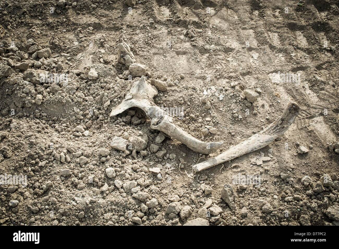 April 30, 2013 - Sotin, Slavonija, Croatia - Mass grave found in the ...