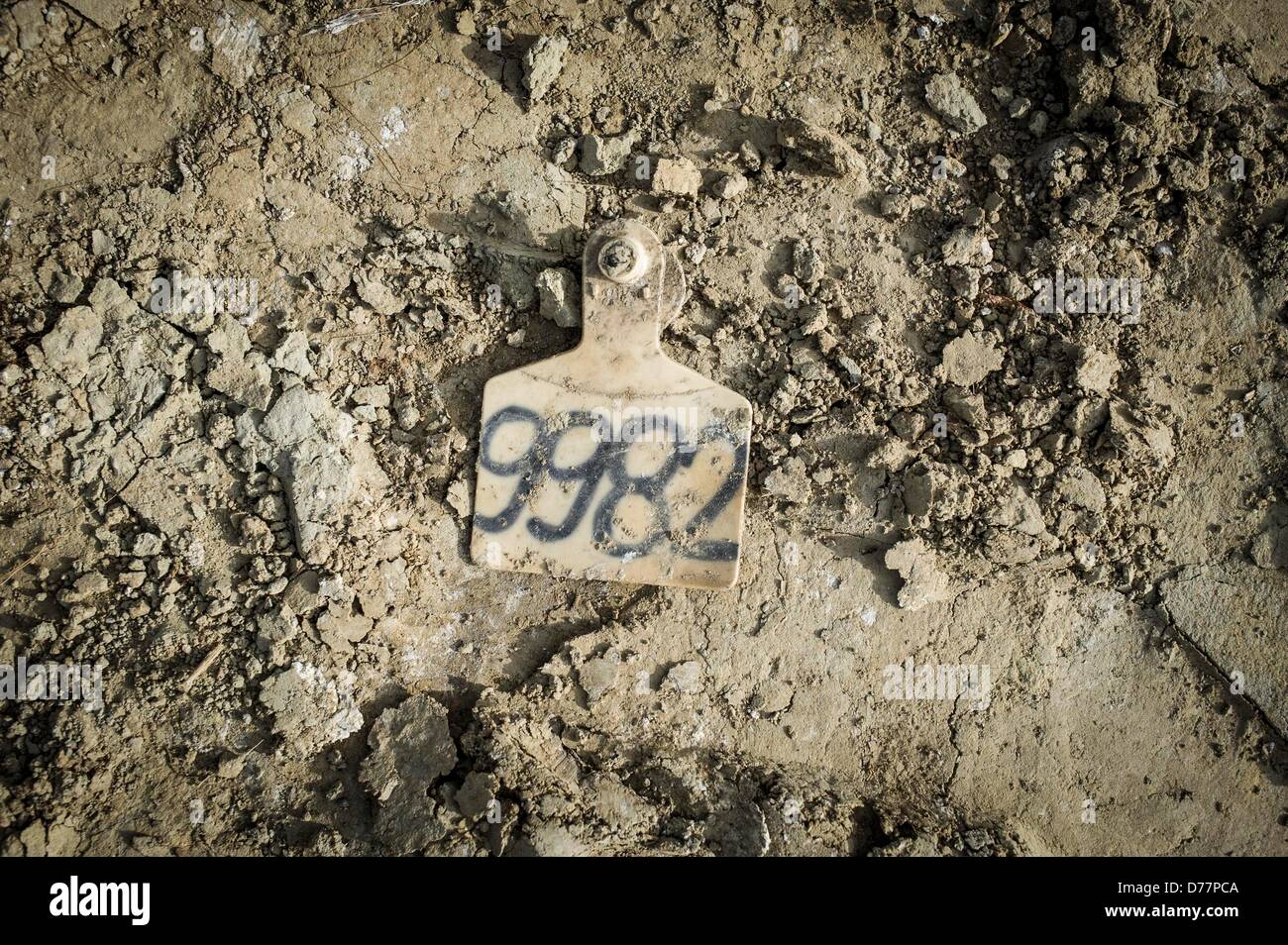 April 30, 2013 - Sotin, Slavonija, Croatia - Mass grave found in the ...