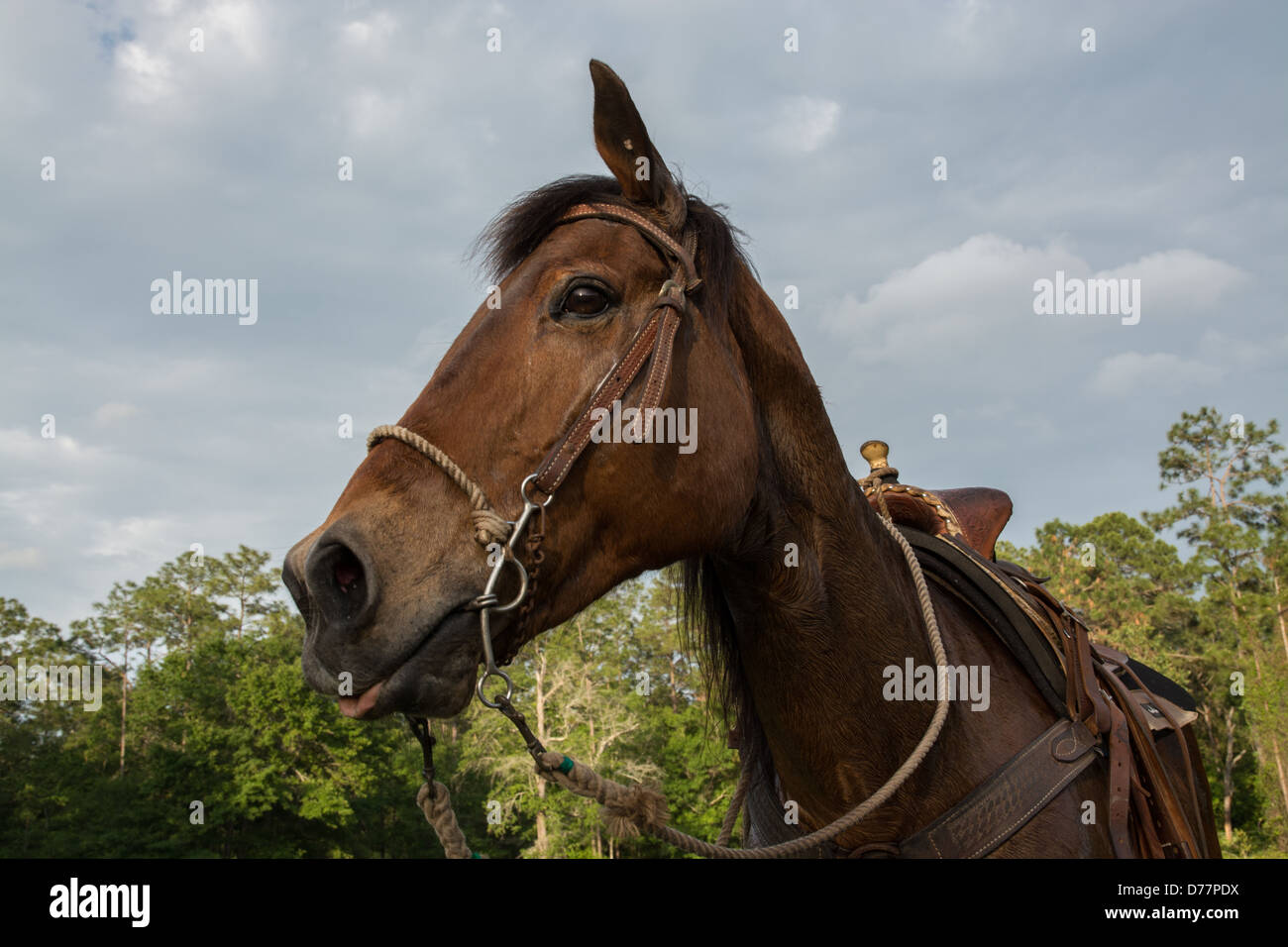Horses at Haven Horse Ranch Stock Photo - Alamy