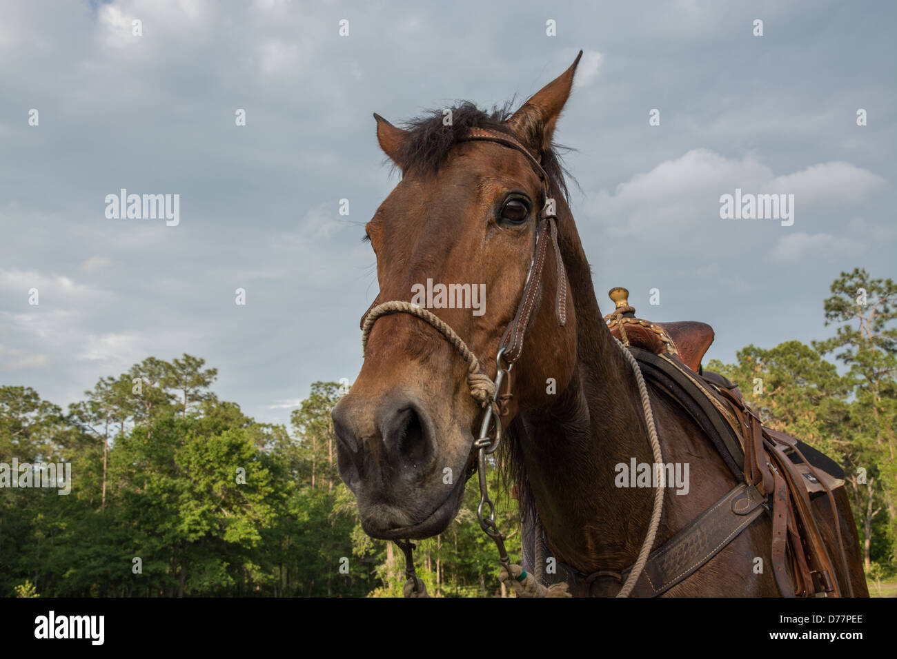 Horses at Haven Horse Ranch Stock Photo - Alamy