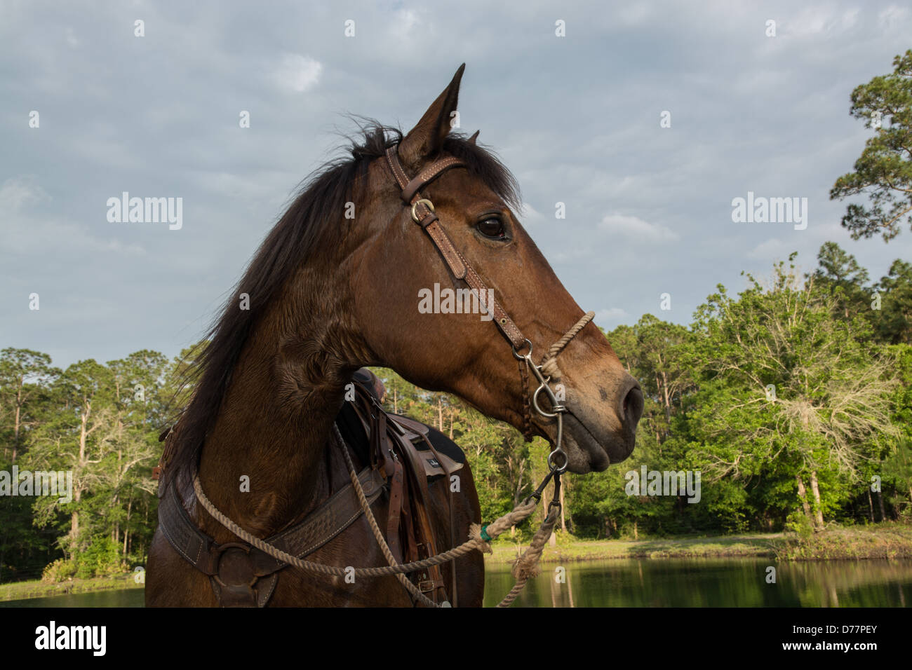 Horses at Haven Horse Ranch Stock Photo - Alamy