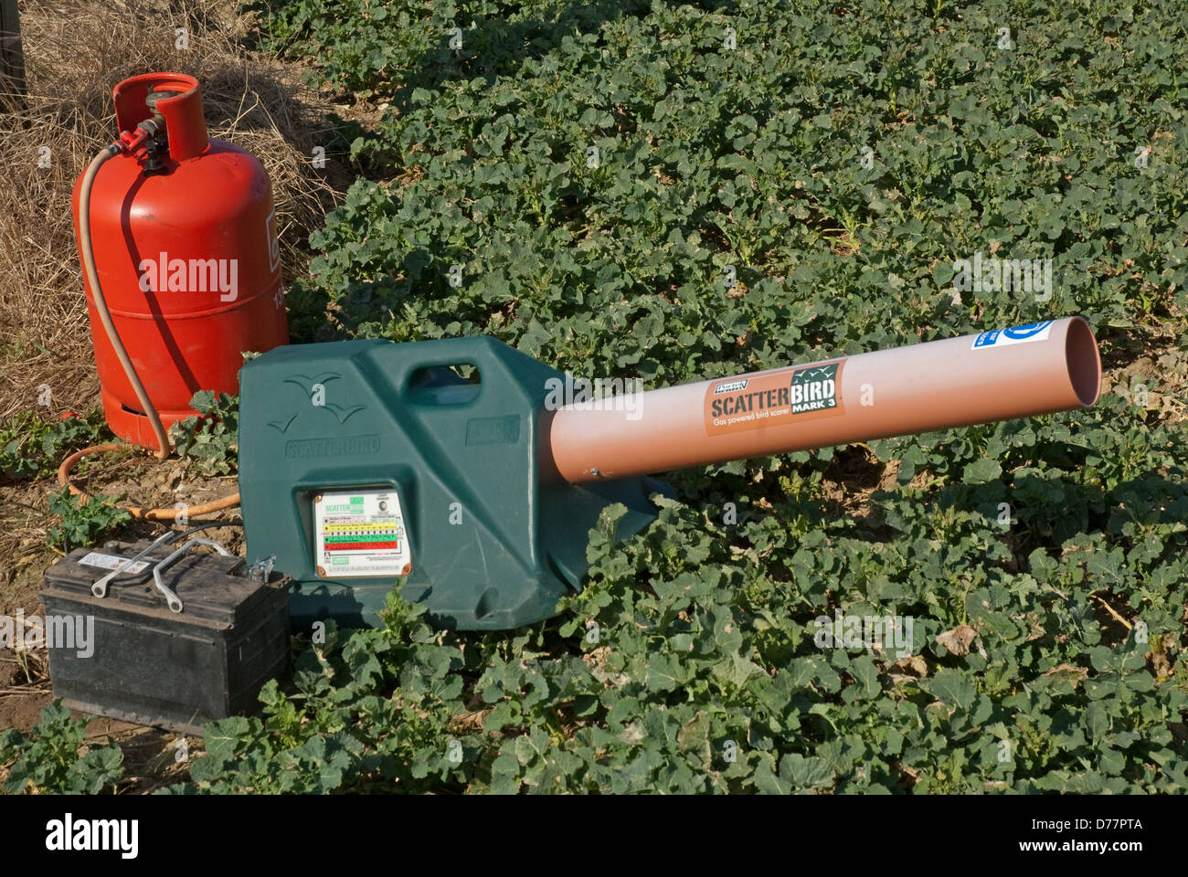 Gas gun set on Oilseed rape to deter Wood-pigeons (Columba palumbus ...