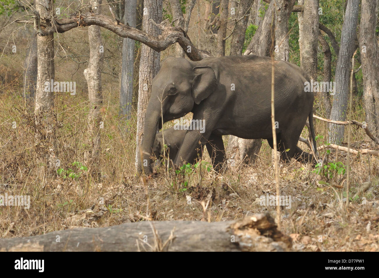 Indian Elephants ( Elephas maximus indicus Stock Photo - Alamy Indian Elephants ( Elephas maximus indicus Stock Photo - Alamy