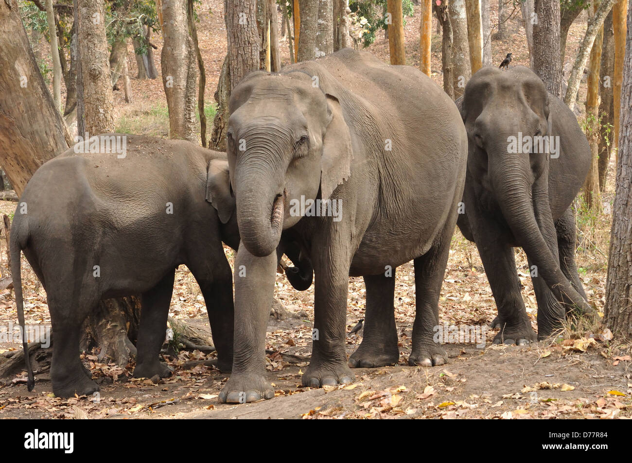 Indian Elephants ( Elephas maximus indicus Stock Photo - Alamy