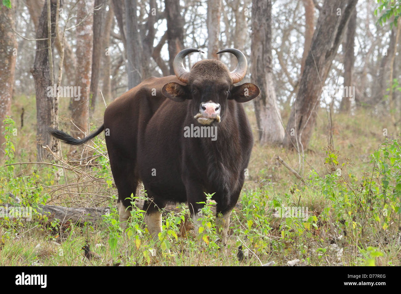 Indian Bison ( Bos gaurus Stock Photo - Alamy