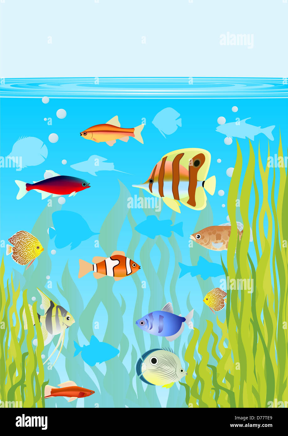 Aquarium fishes in their natural habitat Stock Photo - Alamy