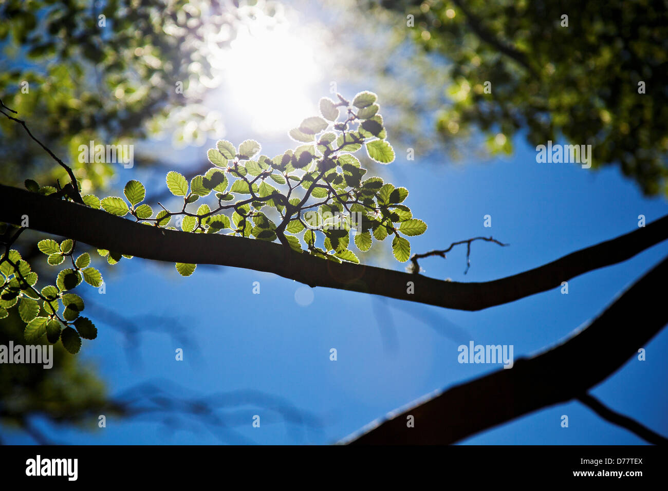Leaves Lenga Tree Stock Photo - Alamy