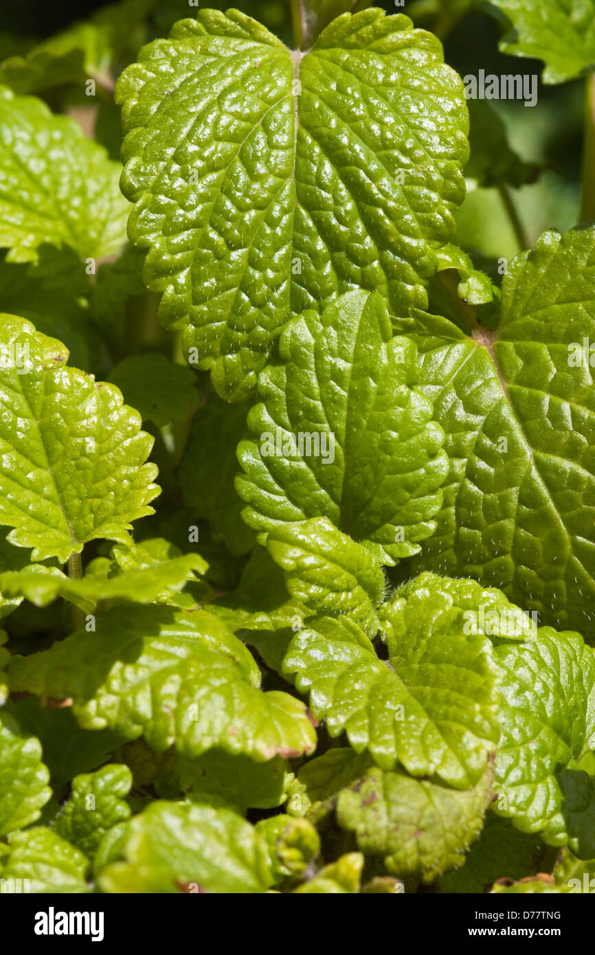Melissa flower hi-res stock photography and images - Alamy