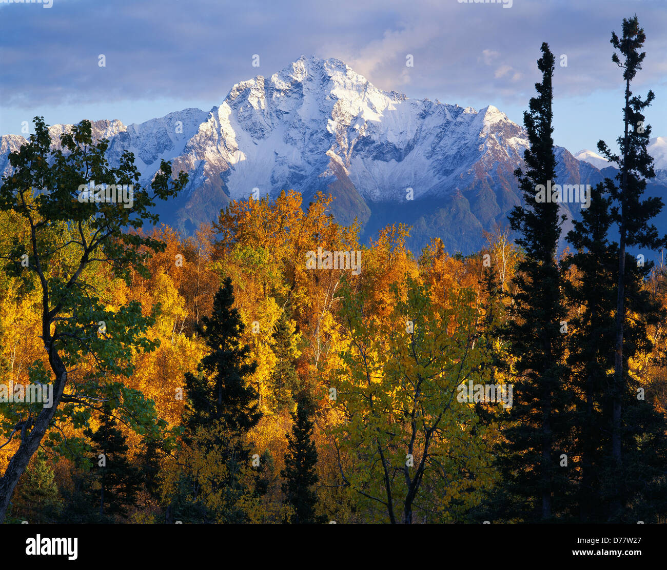 Autumn colors cottonwood birch 6,398 foot Pioneer Peak beyond Crevice ...