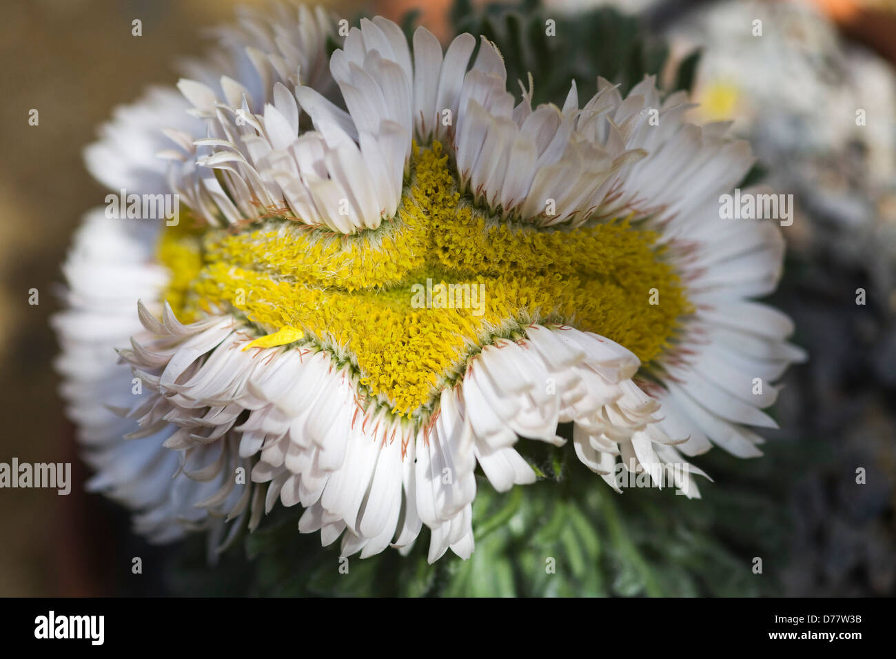 Pappus Bristles High Resolution Stock Photography and Images - Alamy