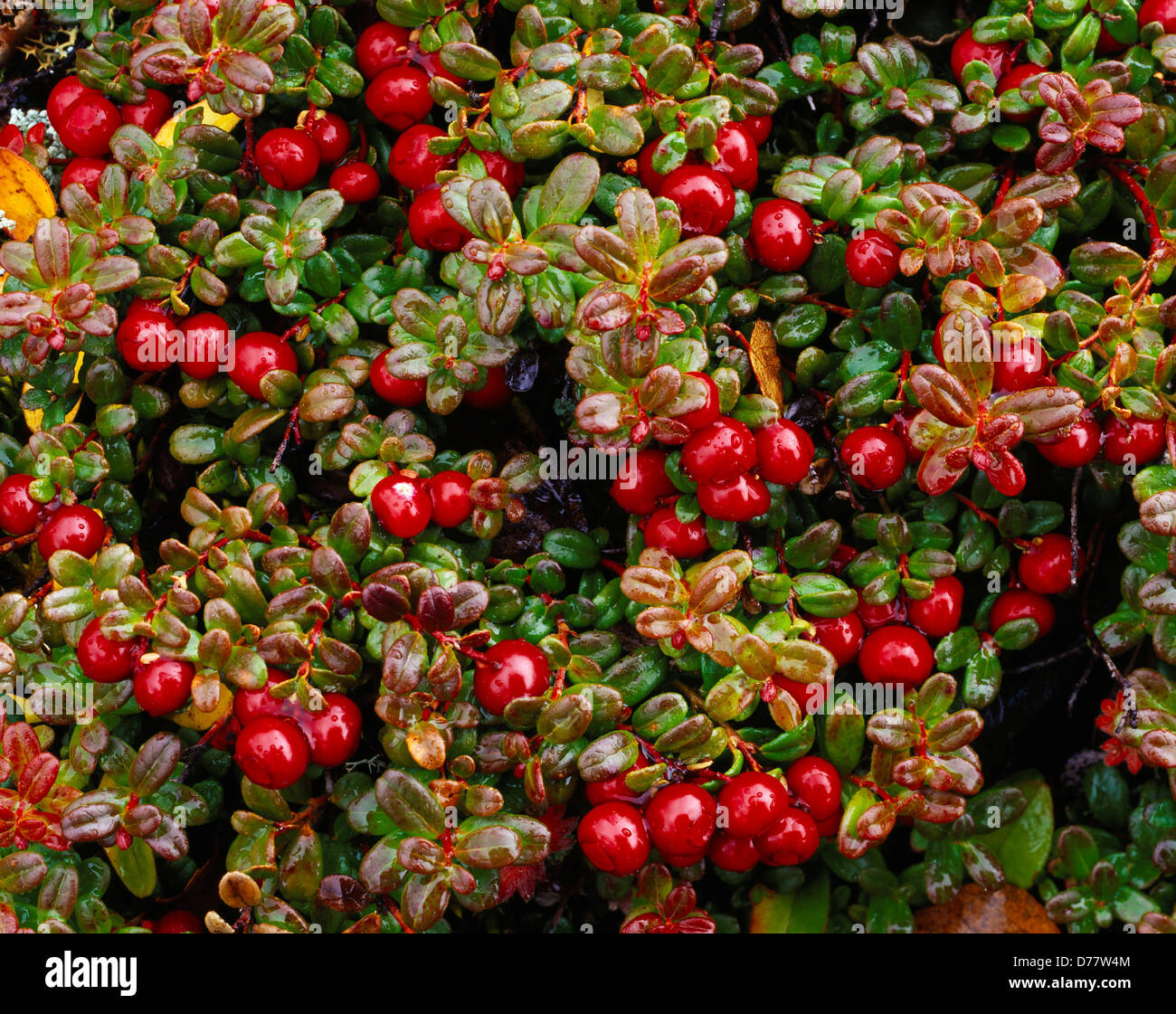 Lingonberry lowbush cranberry Vaccinium vitis-idaea fruiting on glacial ...