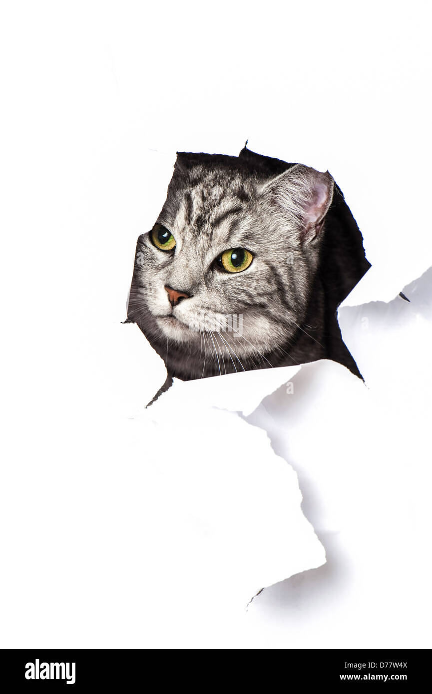 Silver tabby cat breaks through paper Stock Photo - Alamy