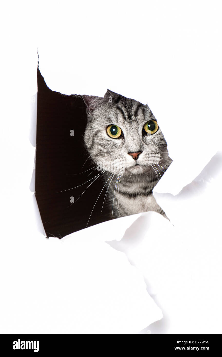 Silver tabby cat breaks through paper Stock Photo - Alamy
