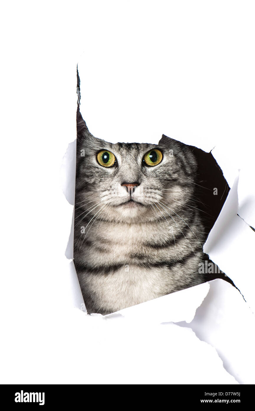 Silver tabby cat breaks through paper Stock Photo - Alamy