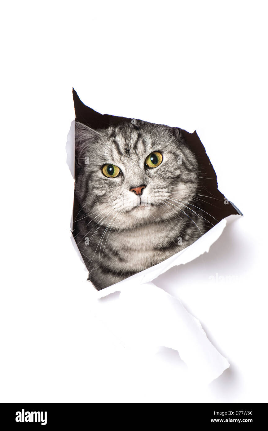 Silver tabby cat breaks through paper Stock Photo - Alamy