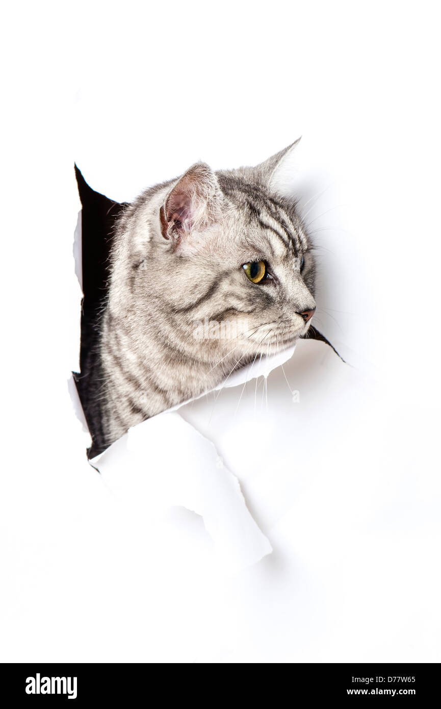 Silver tabby cat breaks through paper Stock Photo - Alamy