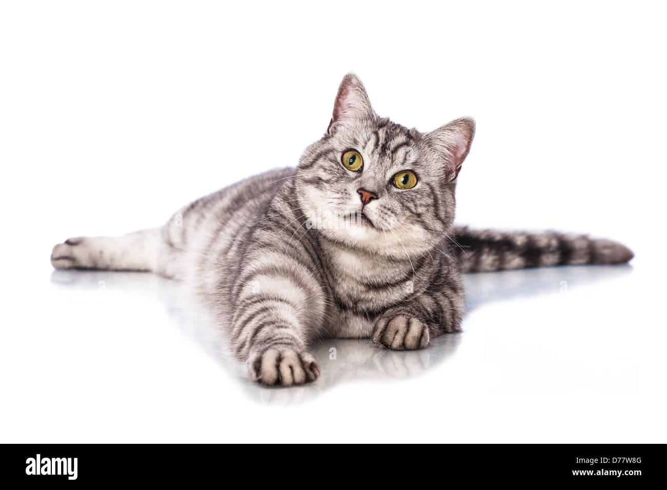 Tabby grey white cat Cut Out Stock Images & Pictures - Alamy