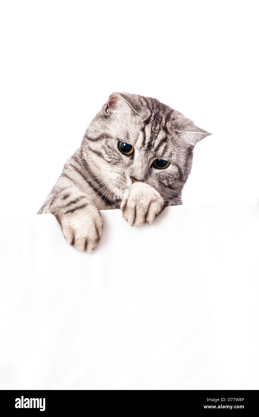 Cat looking over a wall isolated on white Stock Photo - Alamy