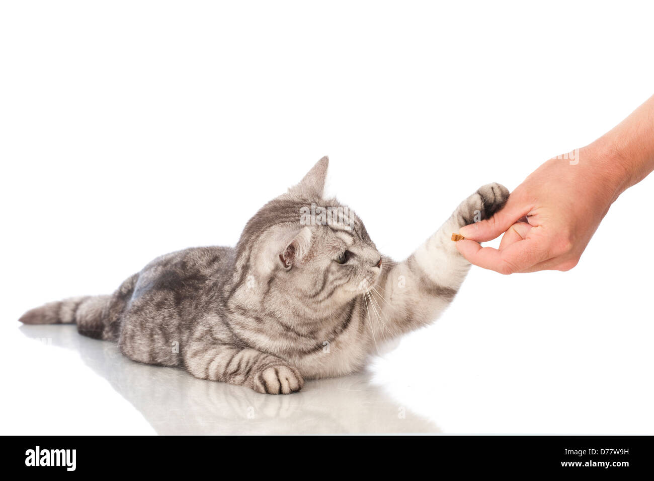 Cat gets food from hand isolated on white Stock Photo - Alamy