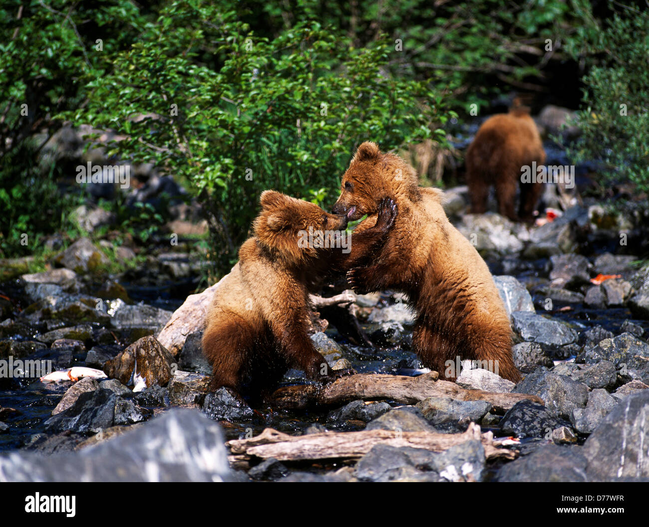 Brown Bear cubs jostling Wolverine Creek Redoubt Bay State Critical ...