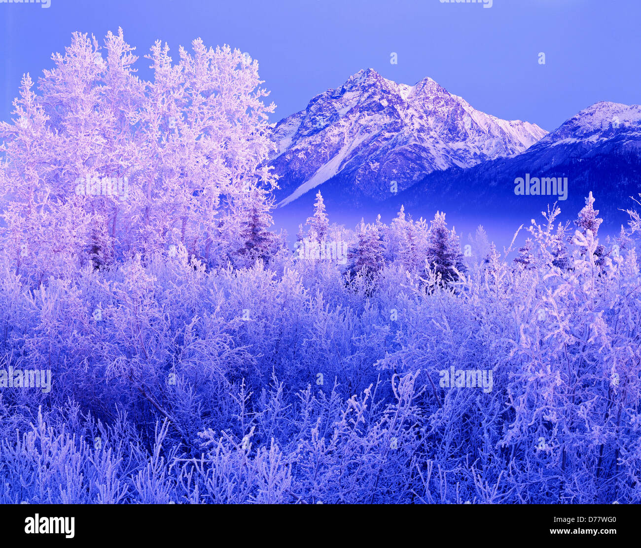 Winter dusk descending over Pioneer Peak Chugach Mountains rime ice ...