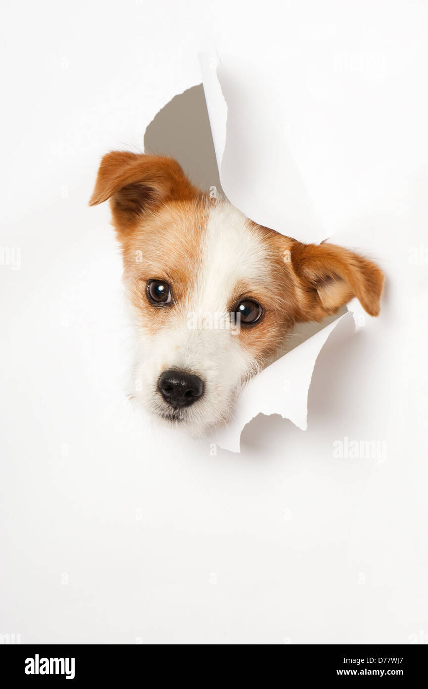 Dog breaks through paper Stock Photo - Alamy