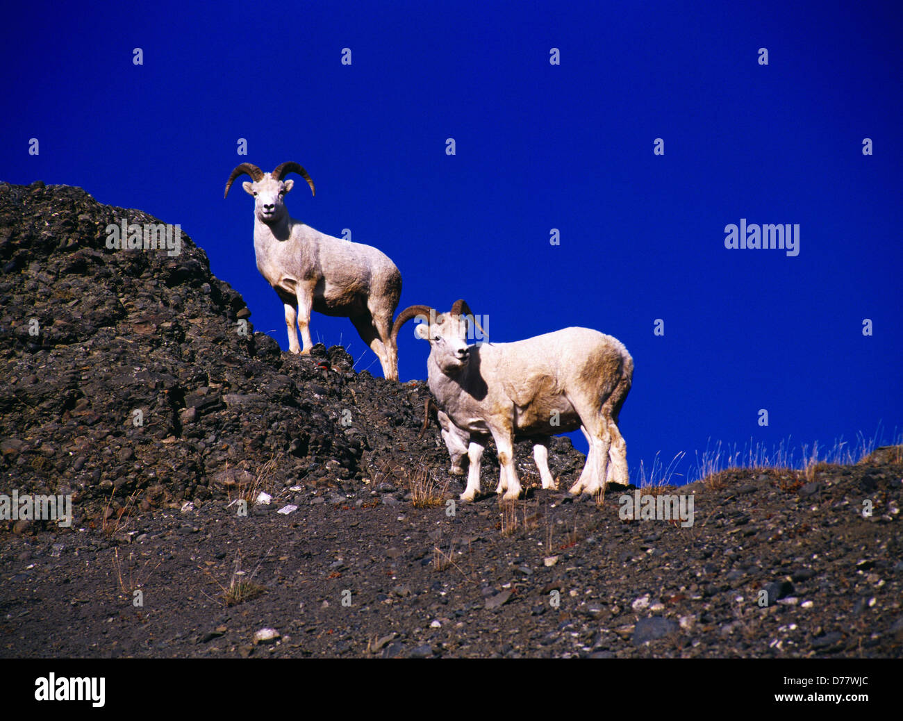Dall sheep rams Ovis dalli in foothills Alaska Range west Toklat Denali ...