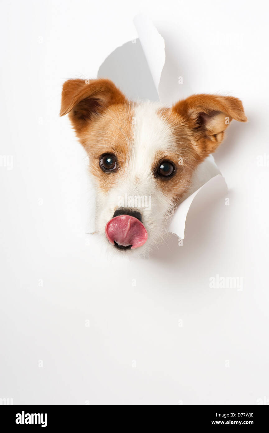 Dog breaks through paper Stock Photo - Alamy