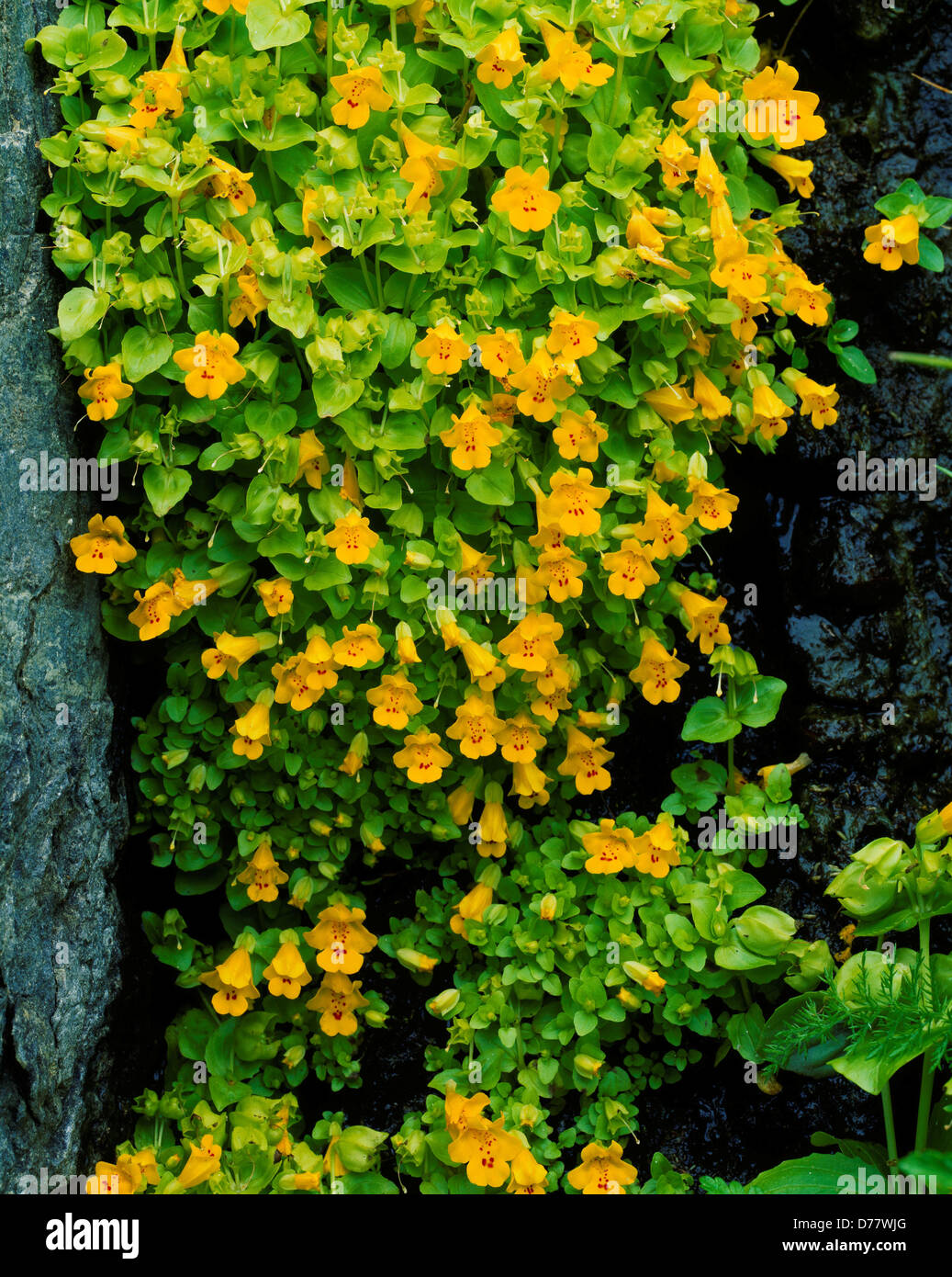 Yellow monkeyflower mimulus guttatus hi-res stock photography and ...