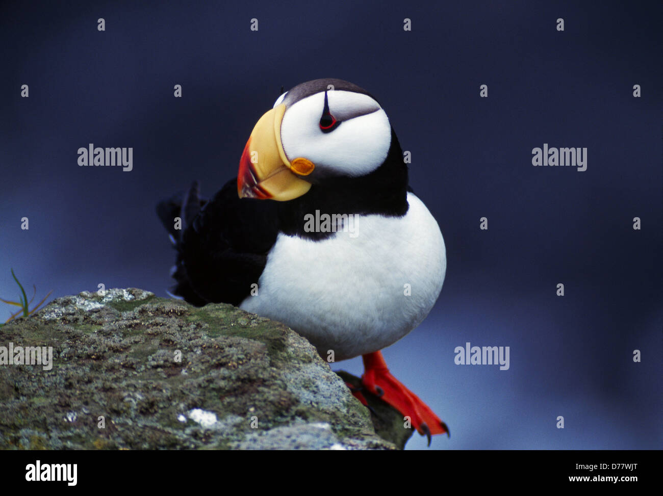 Alaska pribilof islands st george hi-res stock photography and images ...