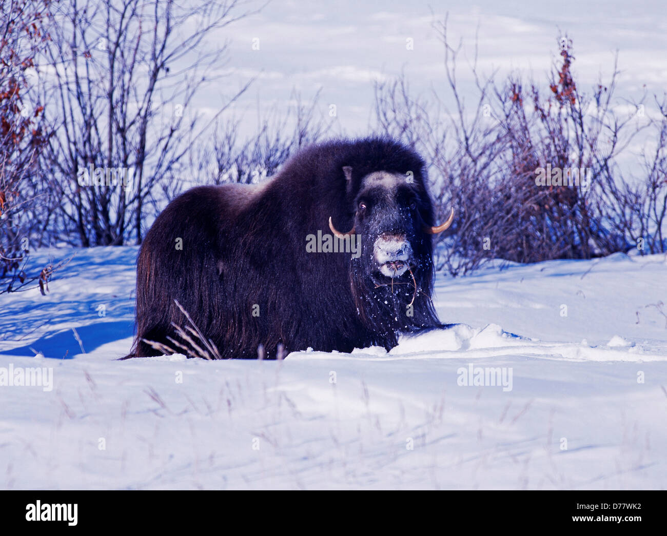 Musk oxen Ovibos moschatus among willows in winter Sagavanirktok River ...