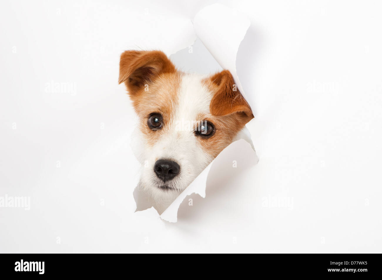Dog breaks through paper hi-res stock photography and images - Alamy