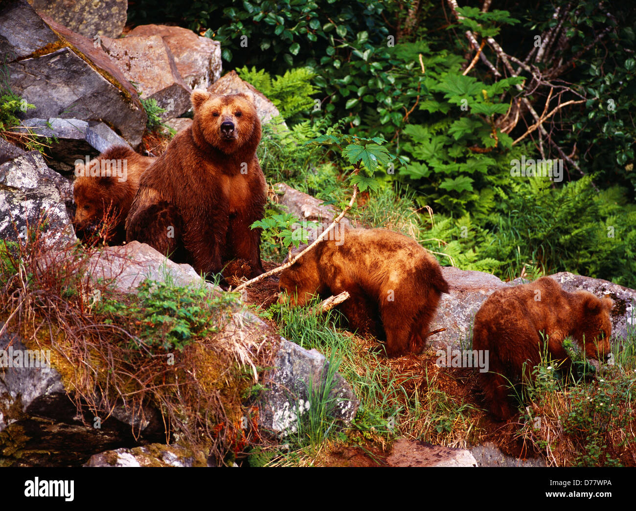 Brown bear sow cubs among rock boulders near Wolverine Creek Big River ...