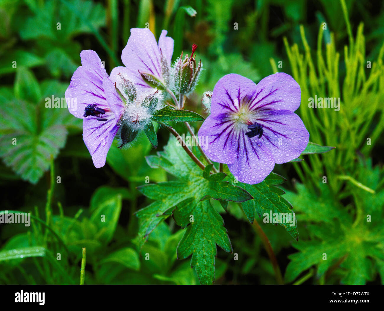 Wild Geranium Geranium erianthum Round Island Walrus Islands State Game ...