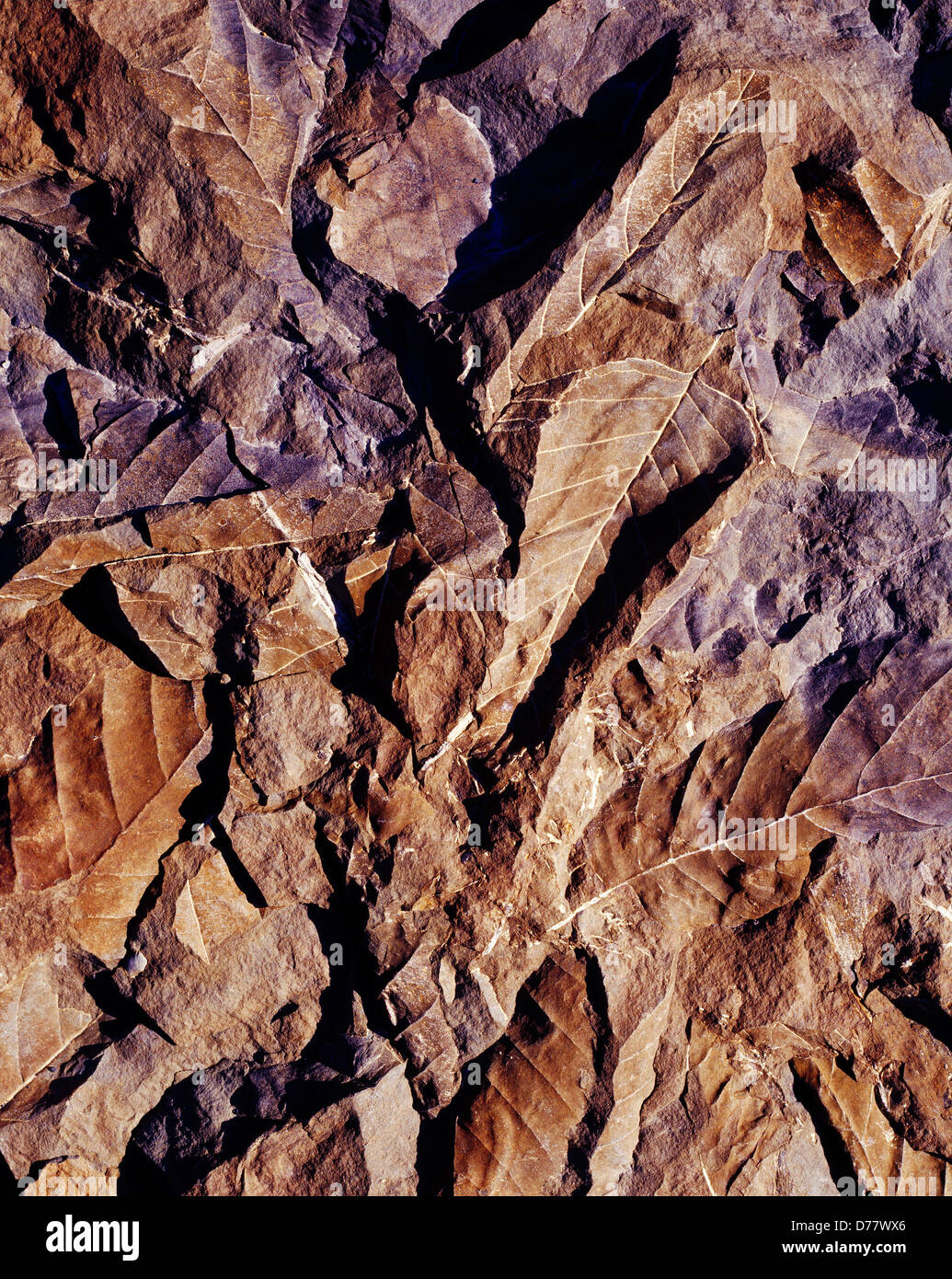 Fossil leaves exposed on eroded boulders Chickaloon Formation Tertiary ...