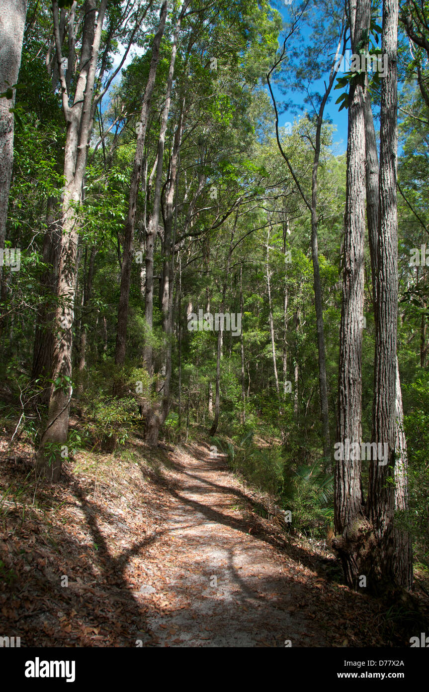 Track forest hi-res stock photography and images - Alamy