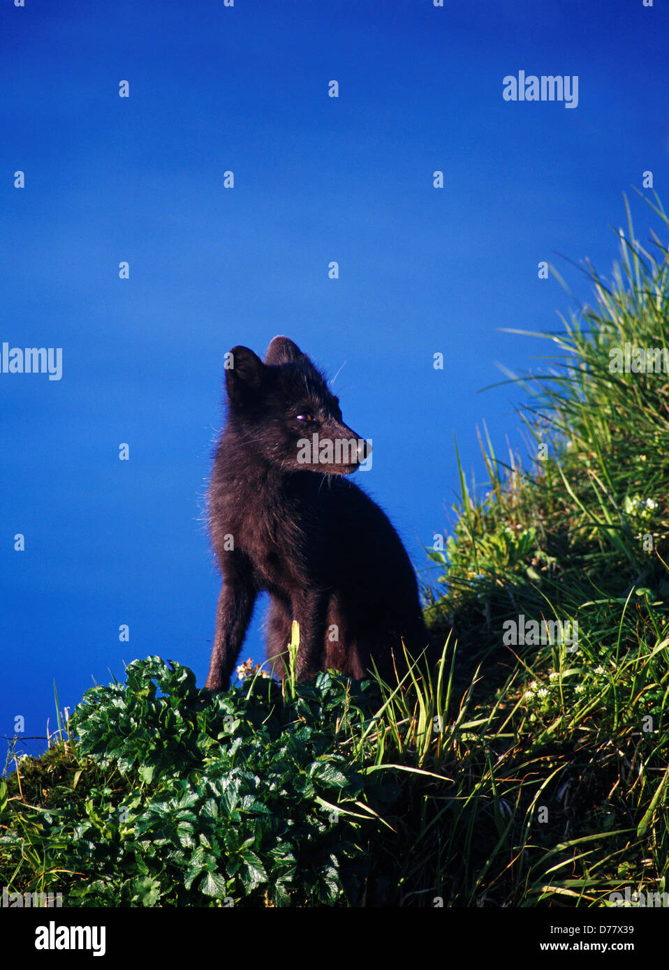 Arctic fox blue phase Alopex lagopus High Bluffs Saint George Island ...