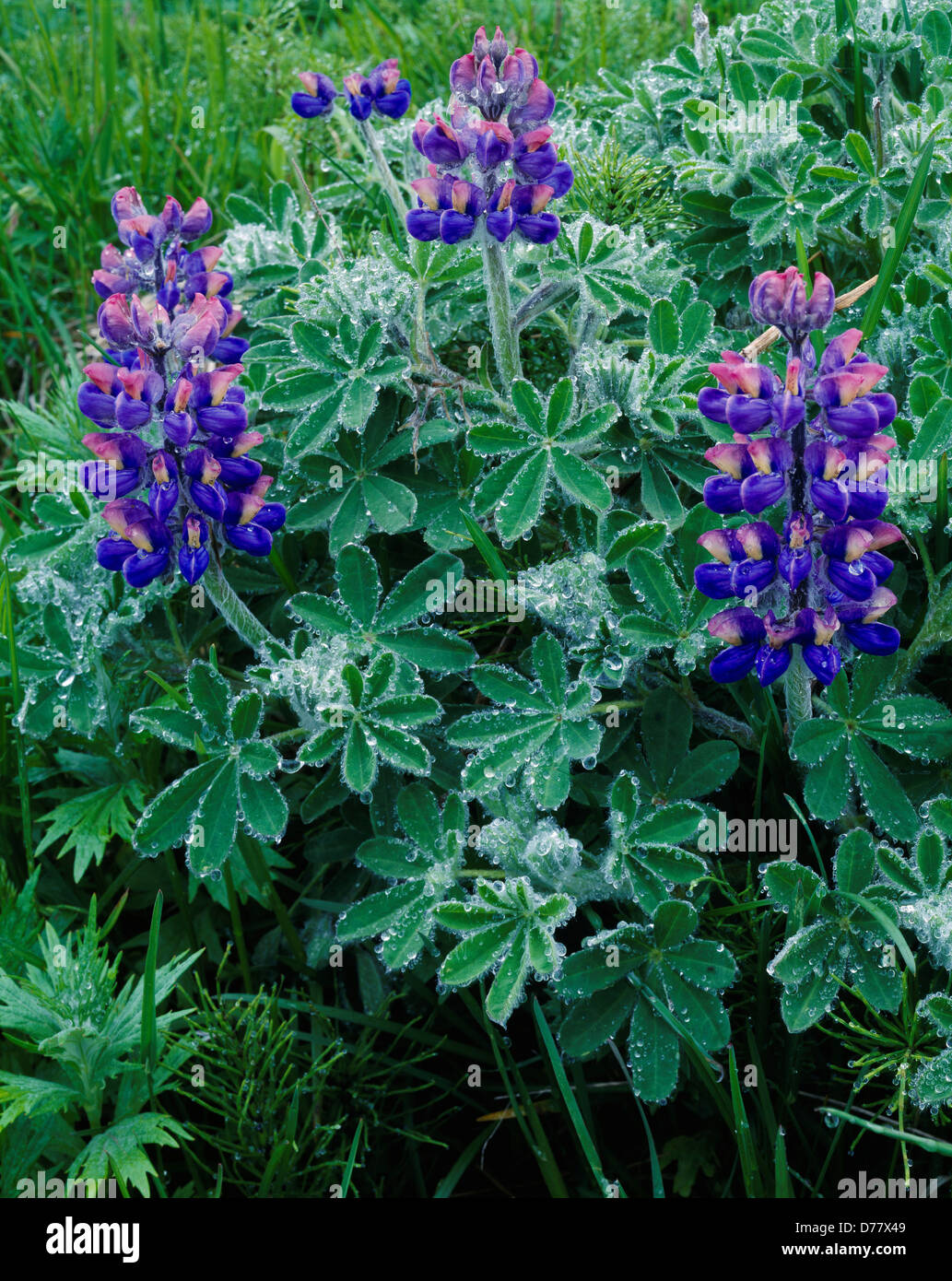 Water droplets on nootka lupine Lupinus nootkatensis St. George Island ...