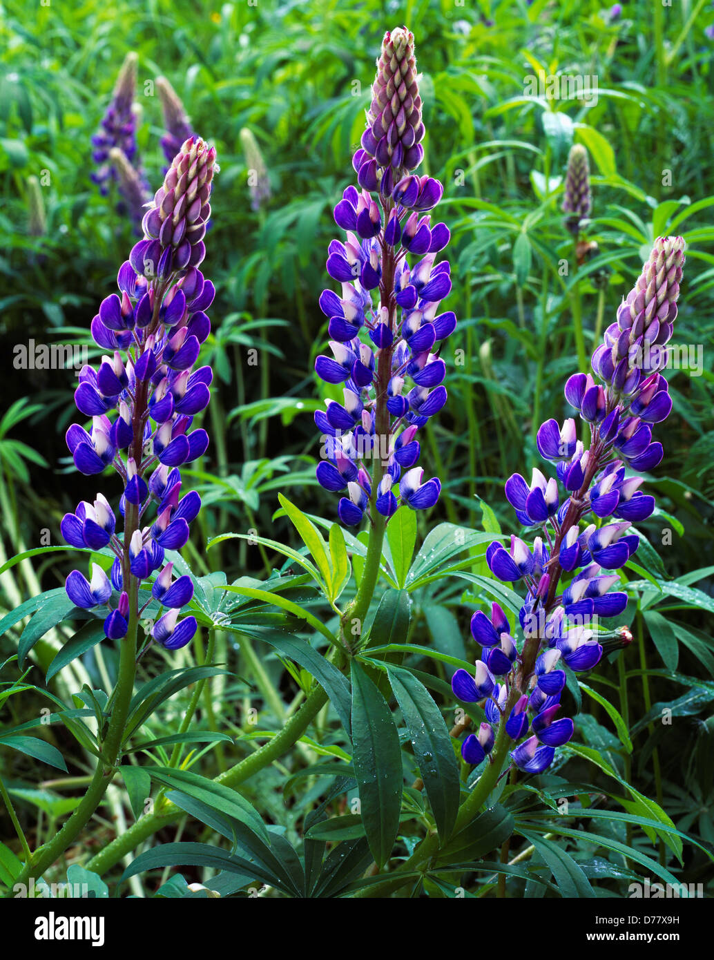 Summer bloom Nootka lupine Lupinus nootkatensis near Cottonwood Creek ...