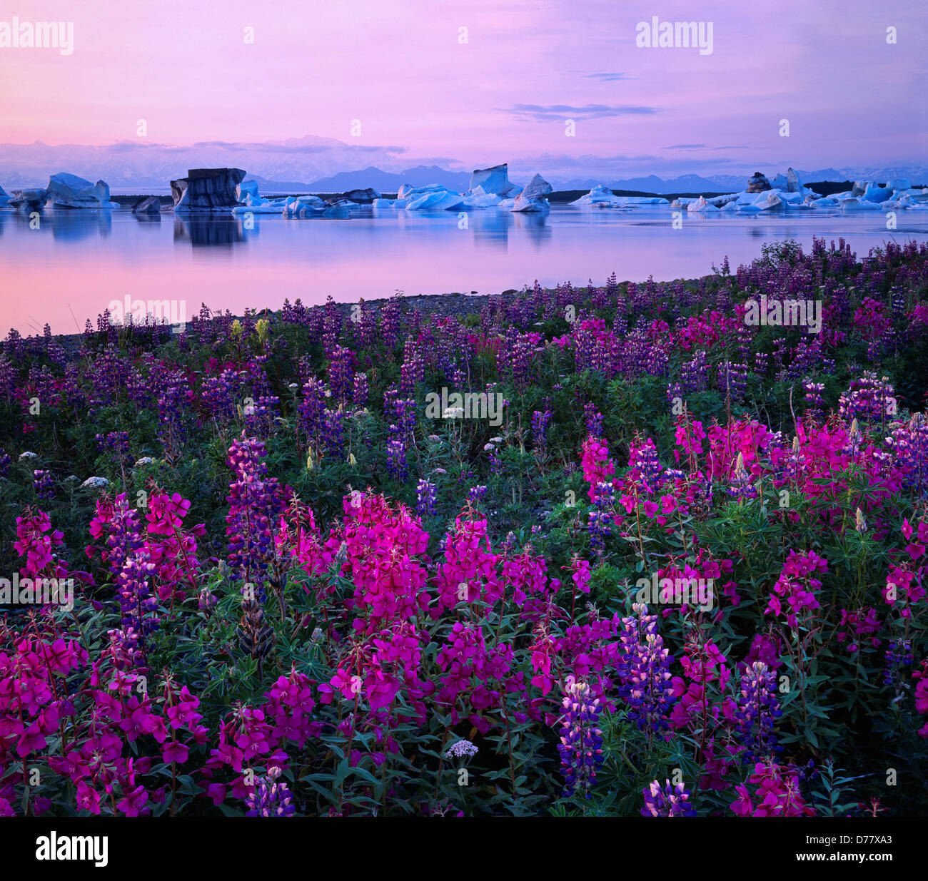 Pastel light after sunset illuminating dwarf fireweed Epilobium ...