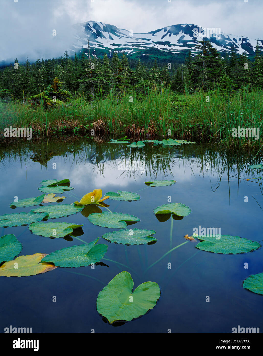 Nuphar polysepalum hi-res stock photography and images - Alamy