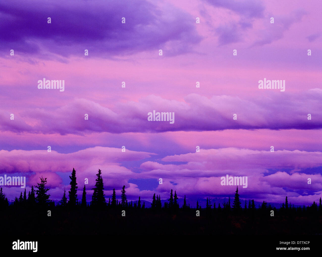 Pastel colors sunset in stratocumulus clouds above boreal forest near ...