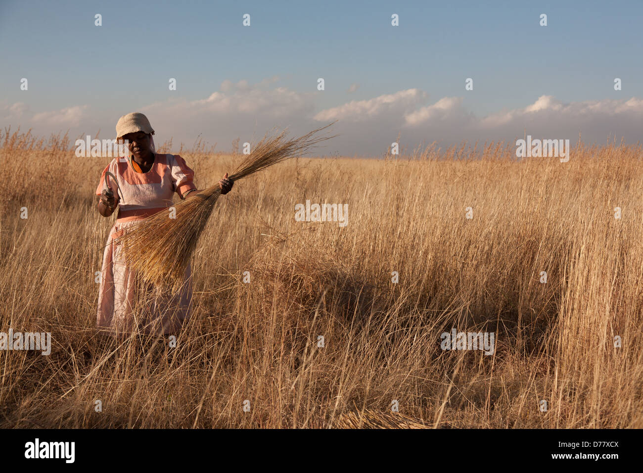 African woman work field hi-res stock photography and images - Alamy