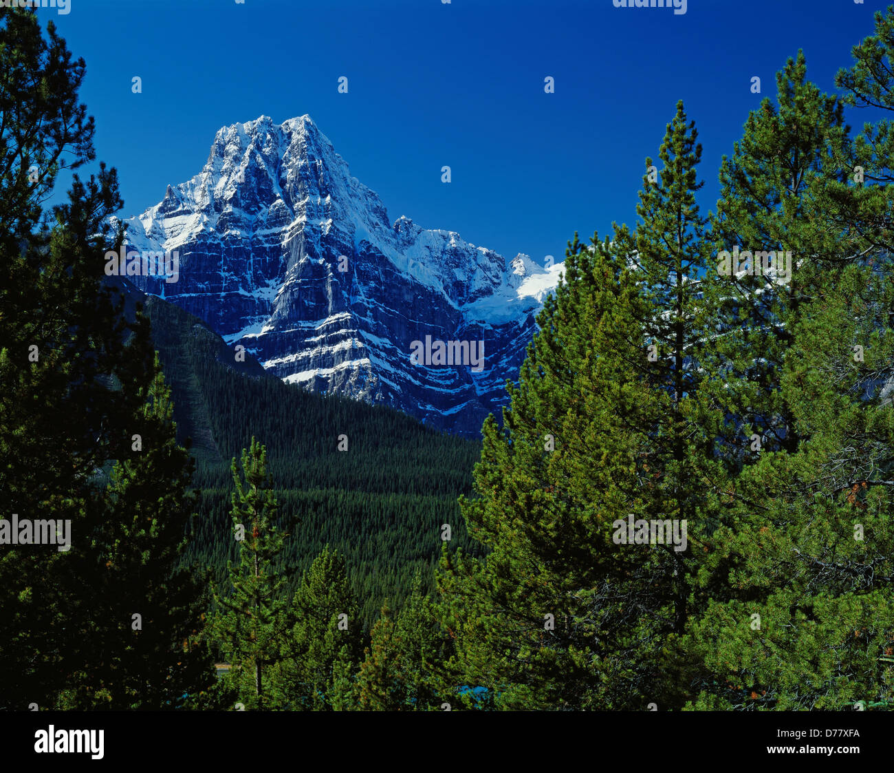 Howse Peak framed by lodgepole pines Banff National Park Alberta Canada ...