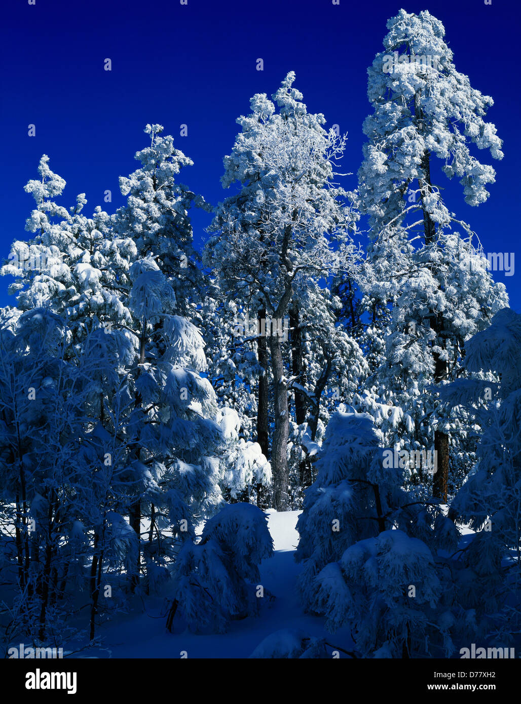 Mogollon rim snow hi-res stock photography and images - Alamy
