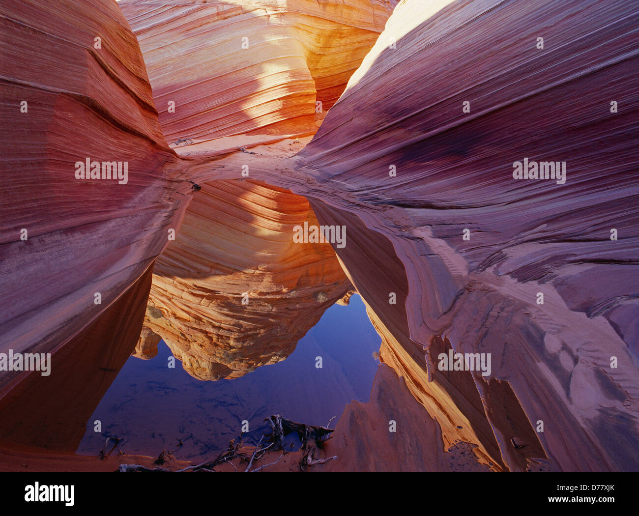 Wind-scupted Navajo Sandstone reflected in desert pool Paria Canyon ...
