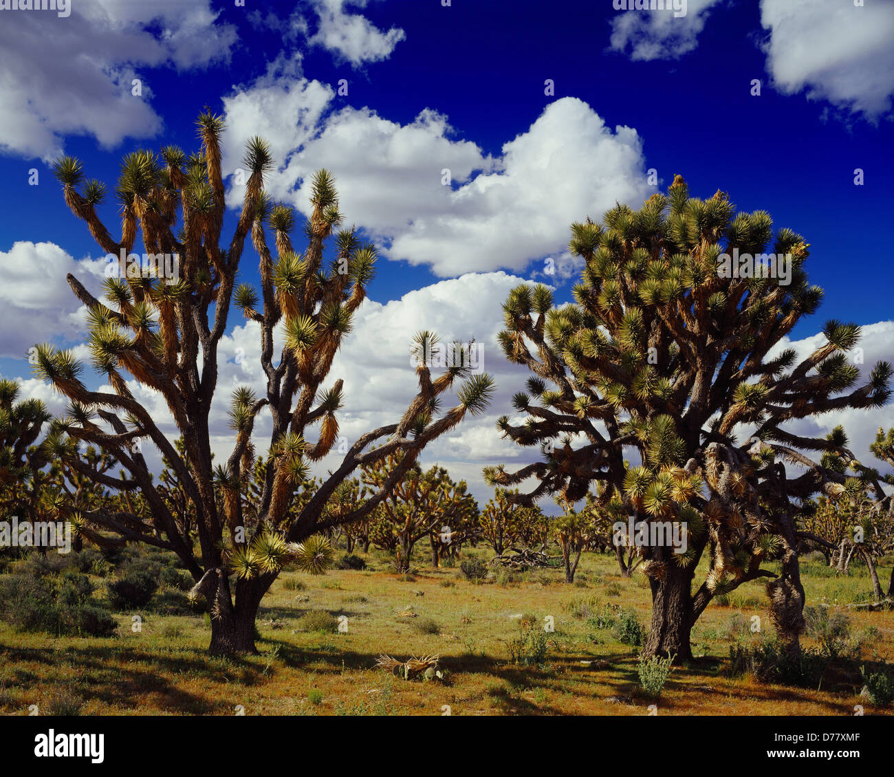 Joshua Tree forest Yucca brevifolia Joshua Trees National Natural ...