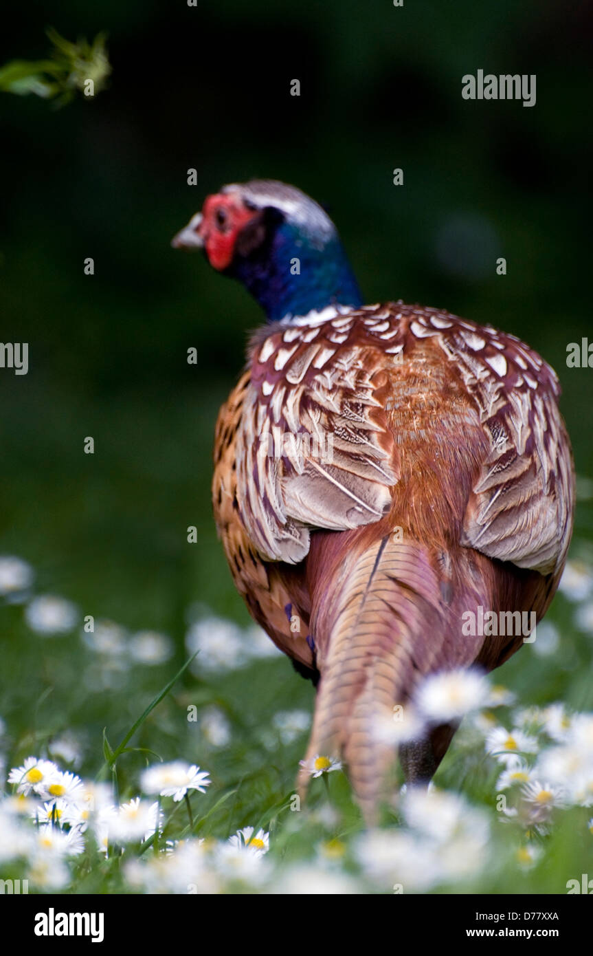 Scotland pheasant hi-res stock photography and images - Alamy