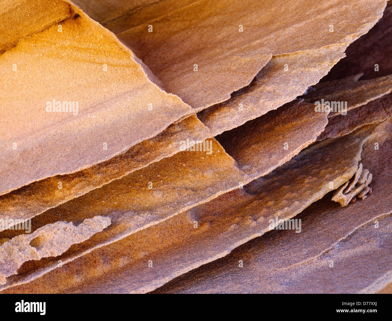 Harder joint filling creating fins on wind sculpted Navajo Sandstone ...