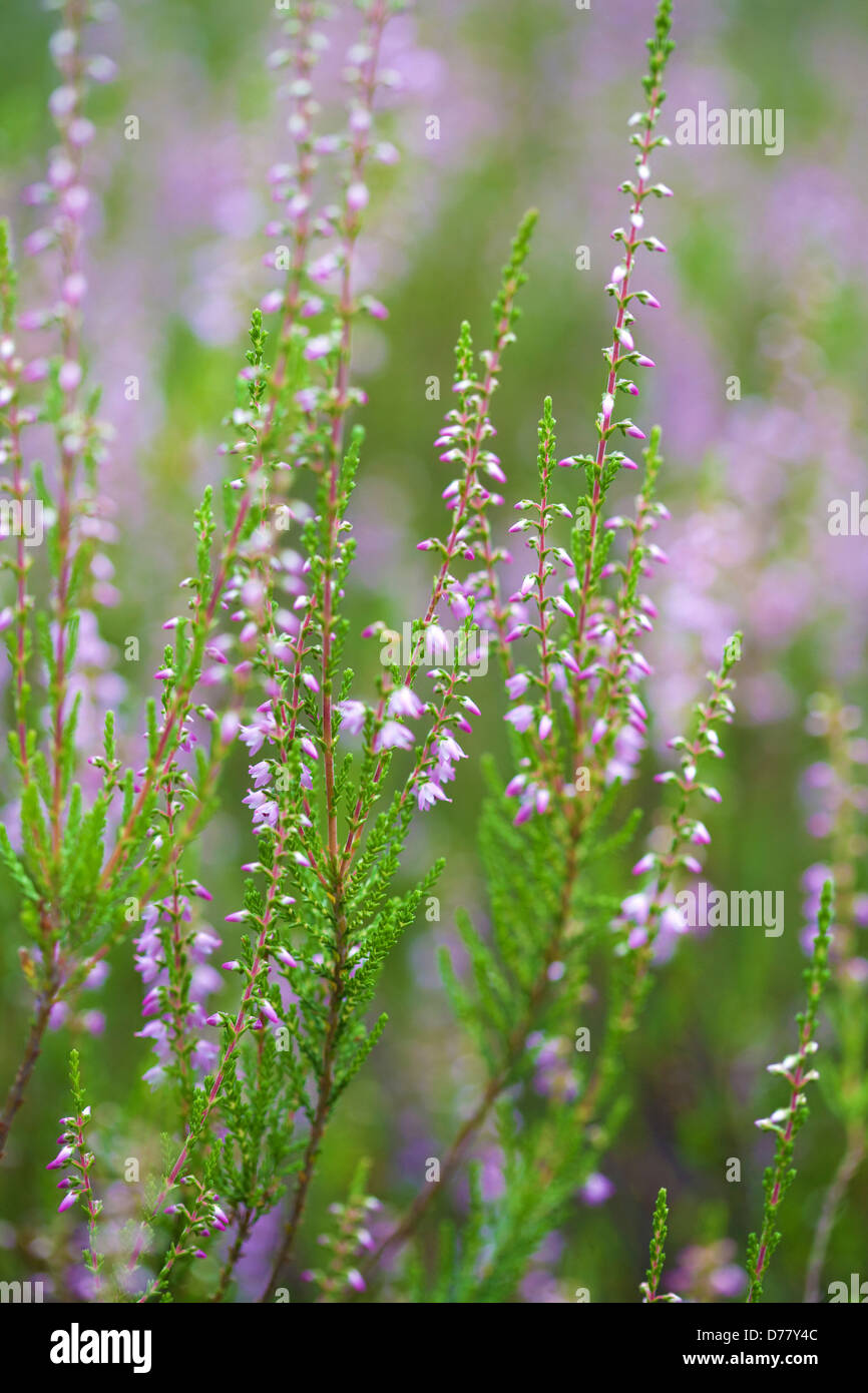 heather field background Stock Photo - Alamy
